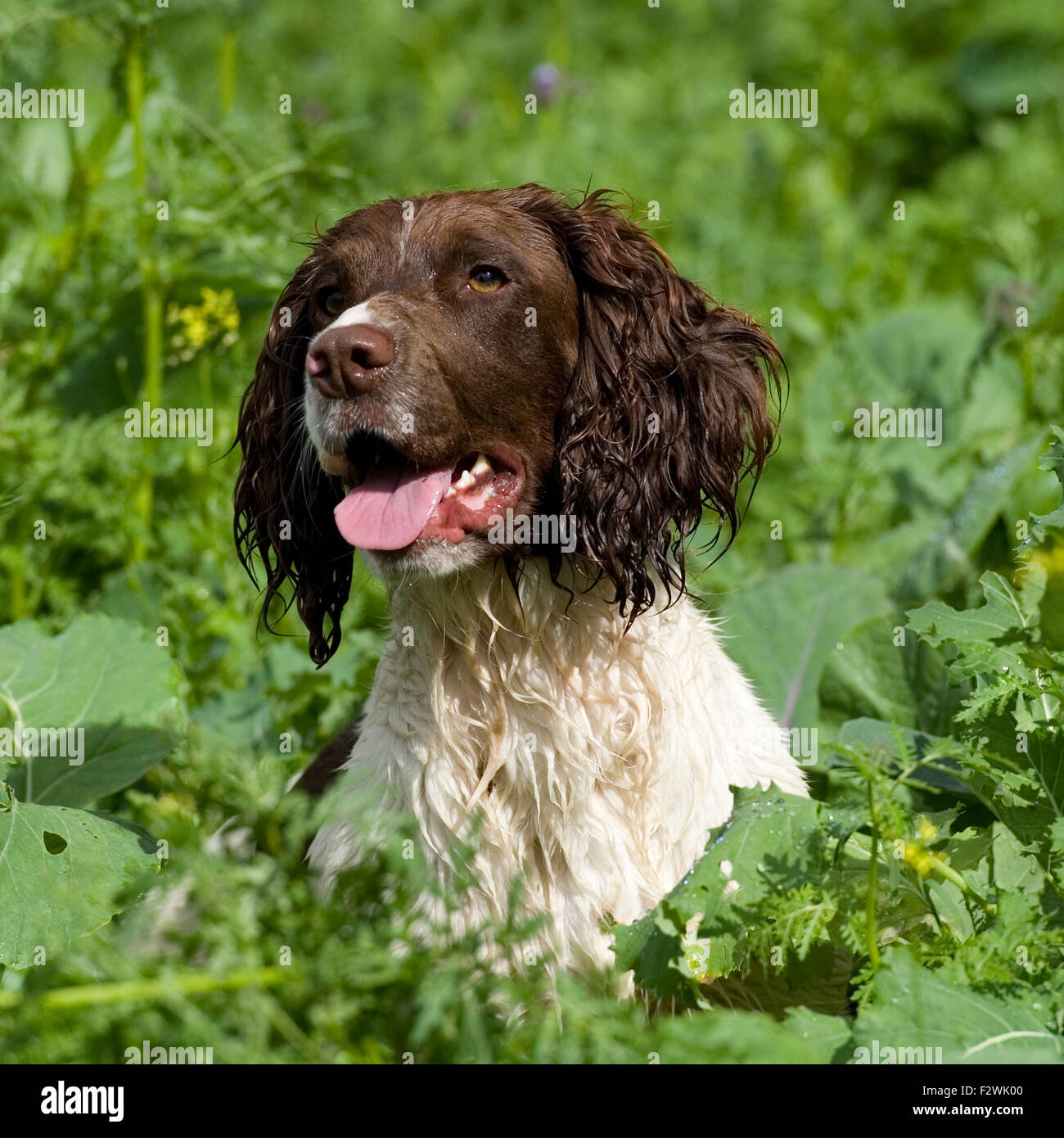 Game cover hi-res stock photography and images - Alamy