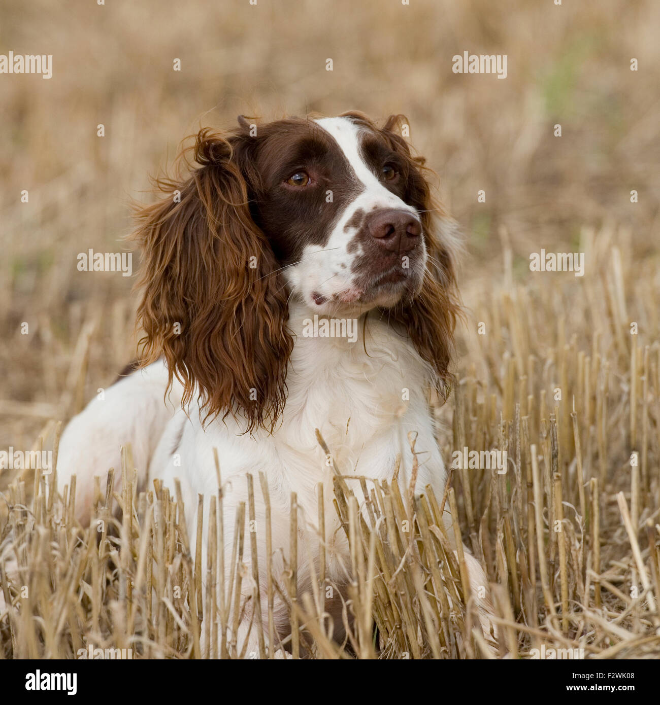 English springer spaniel hi-res stock photography and images - Alamy