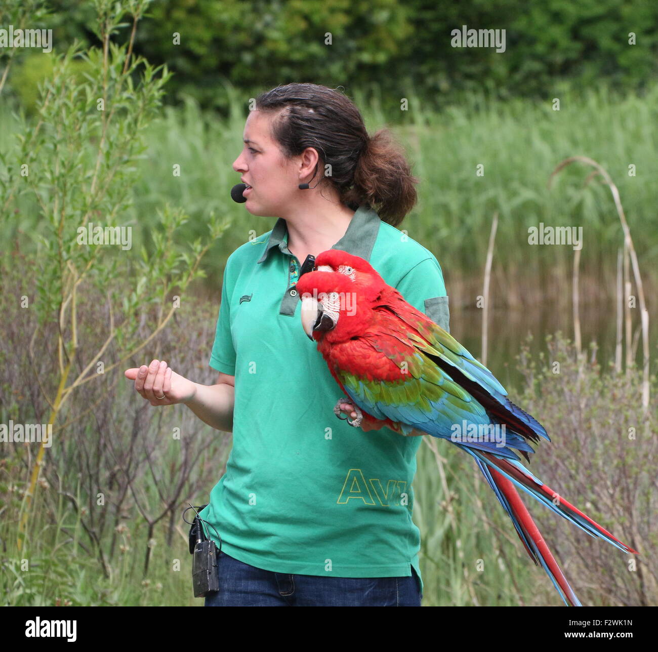 Bird handler at Avifauna Bird zoo with a handheld pair of Red-and-green ...