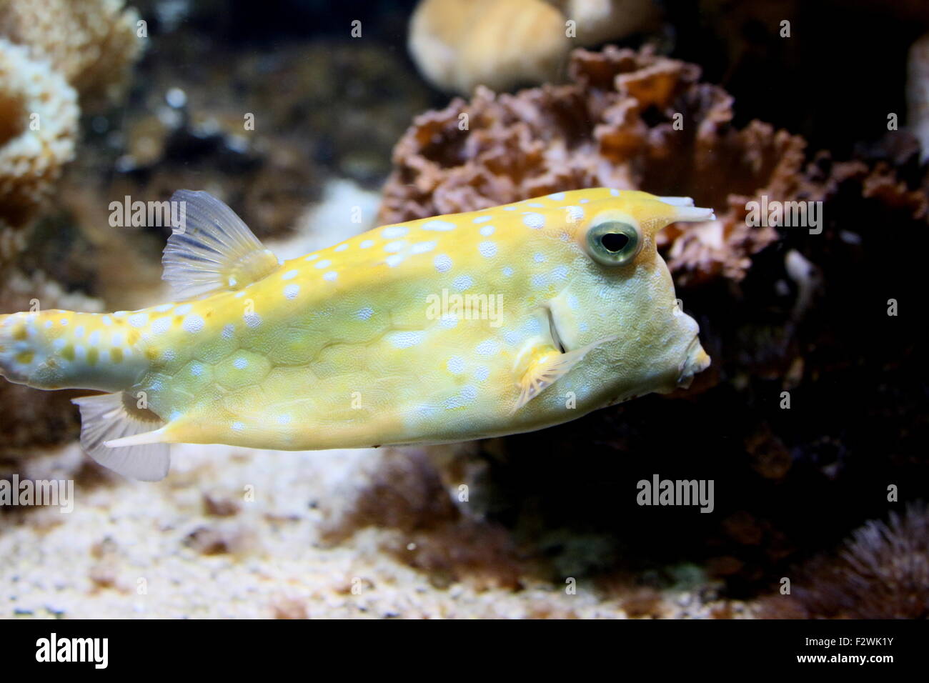 Longhorn cowfish (Lactoria cornuta), native to the Red Sea and Indian ...