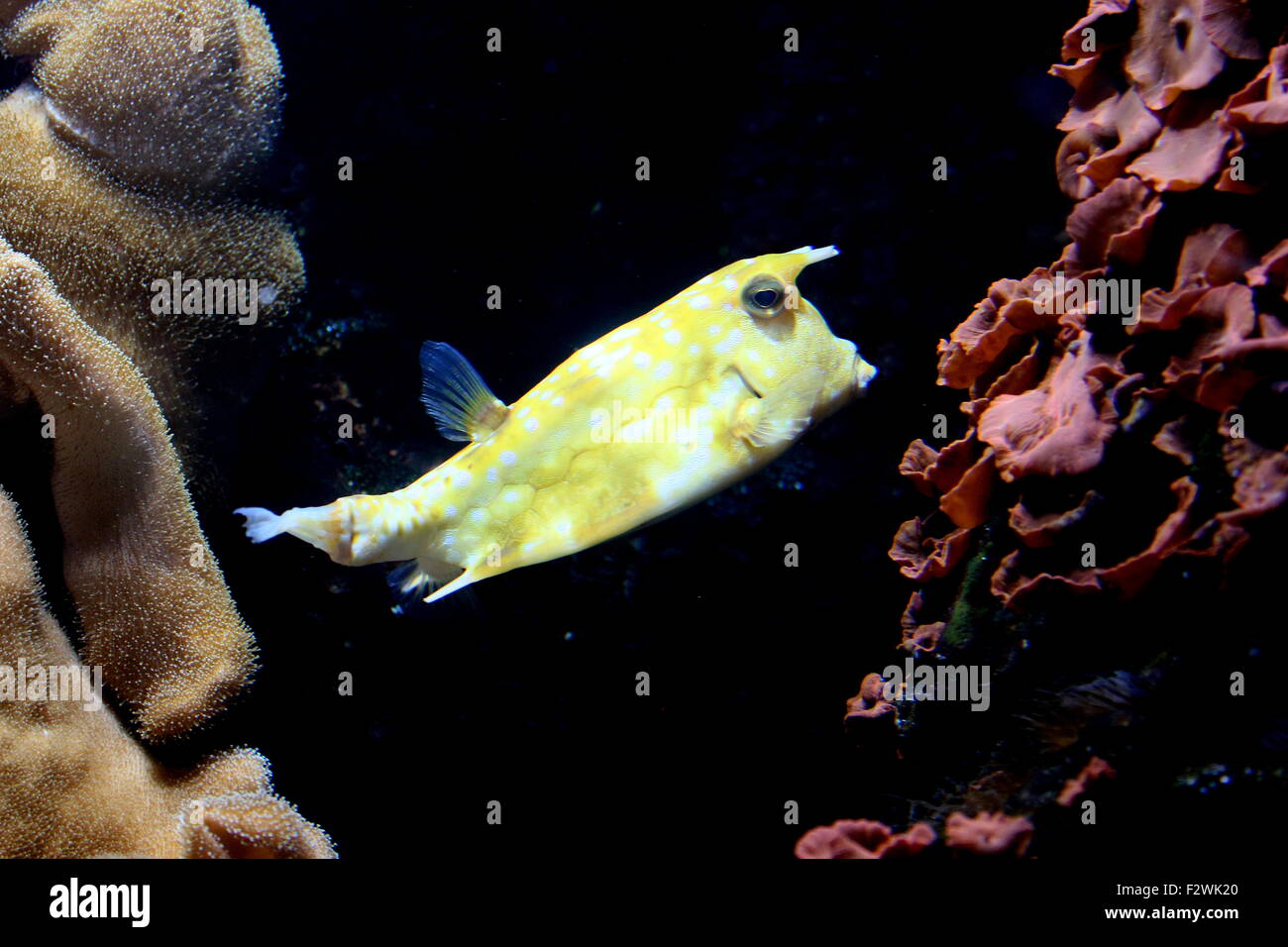 Longhorn cowfish (Lactoria cornuta), native to the Red Sea and Indian ...