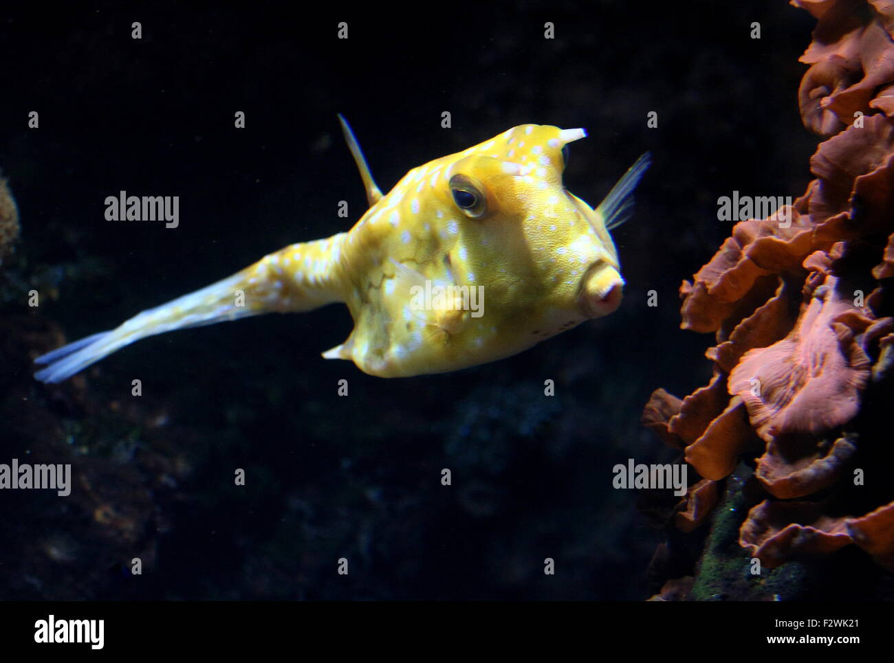 Longhorn cowfish (Lactoria cornuta), native to the Red Sea and Indian ...