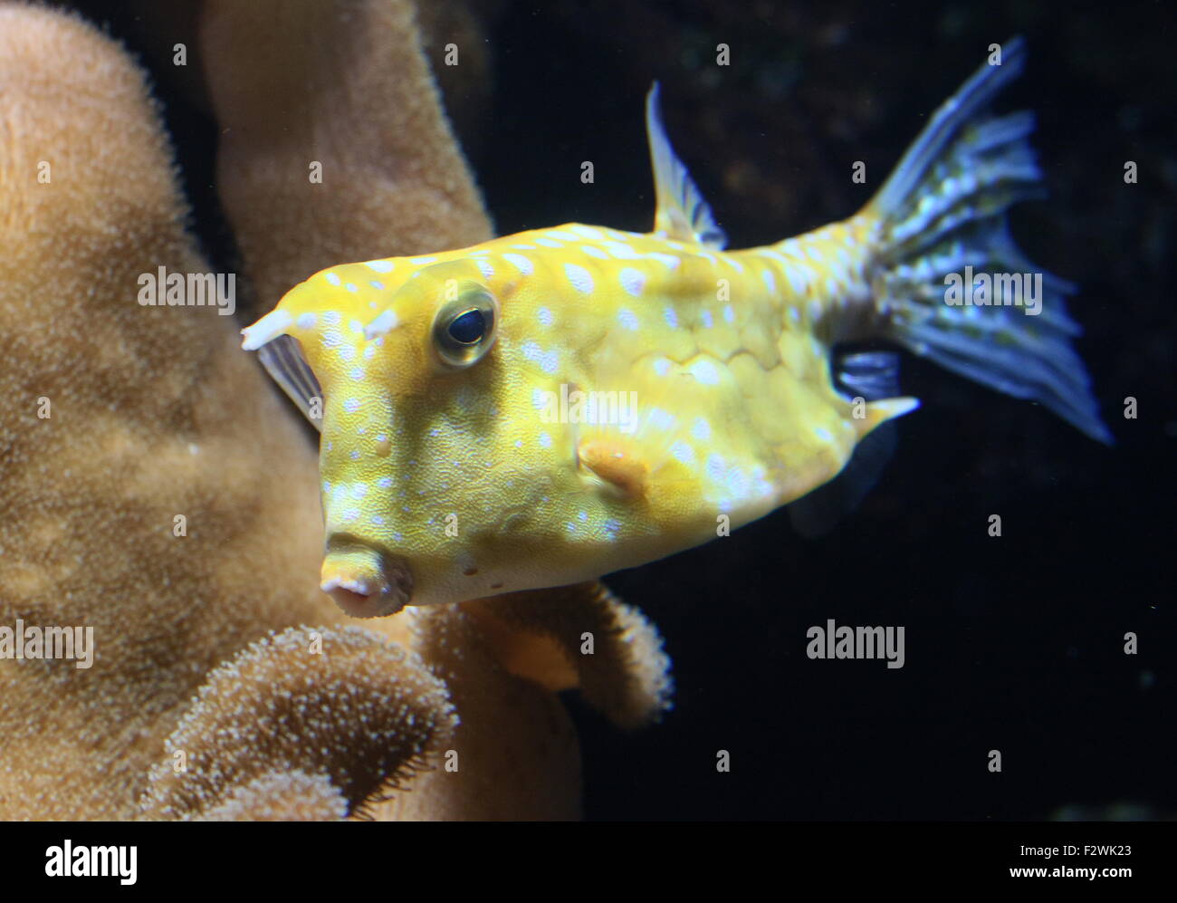 Longhorn cowfish (Lactoria cornuta), native to the Red Sea and Indian ...