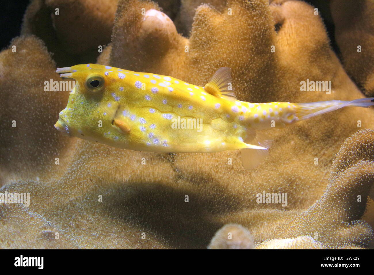 Longhorn cowfish (Lactoria cornuta), native to the Red Sea and Indian ...