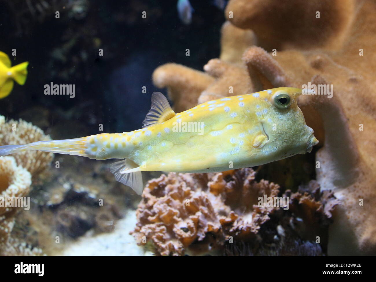 Longhorn cowfish (Lactoria cornuta), native to the Red Sea and Indian ...
