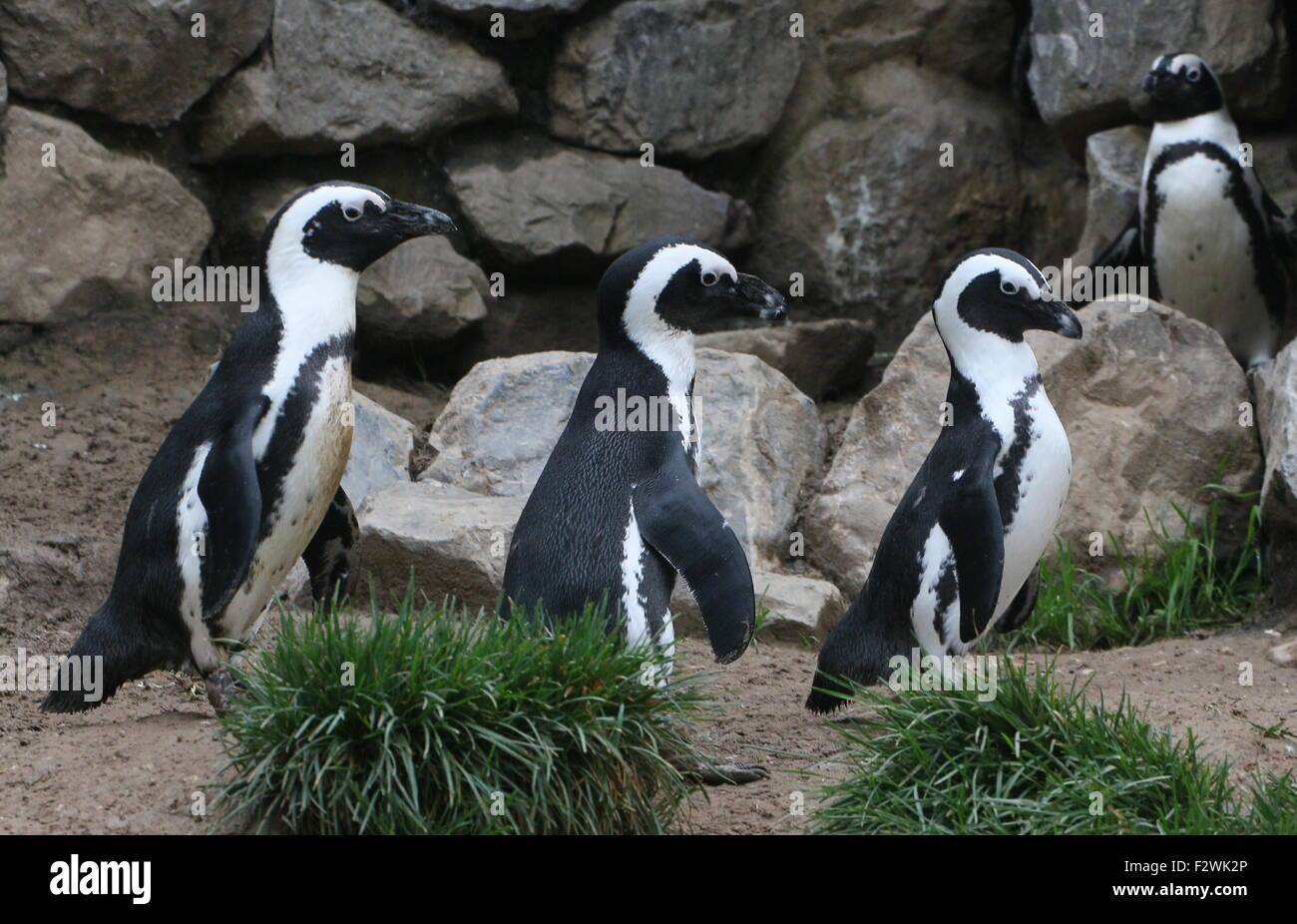 Group of Black footed penguins (Spheniscus demersus), a.k.a. African ...