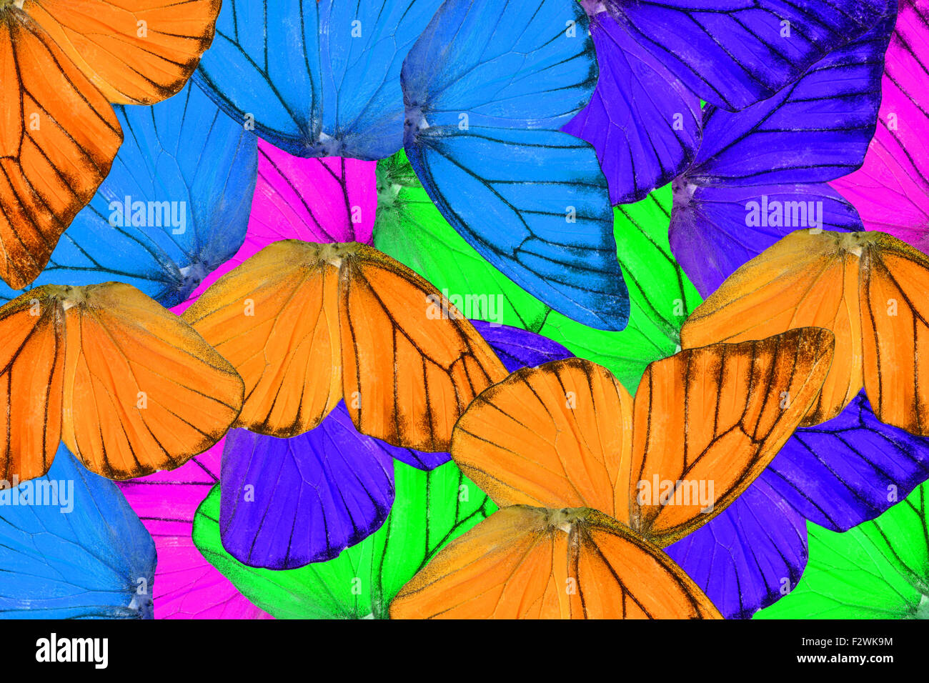 Butterfly appias nero hi-res stock photography and images - Alamy