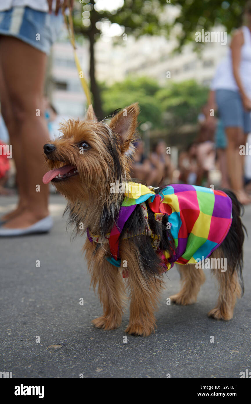 Happy Yorkshire terrier wearing bright rainbow of colors for the Rio ...