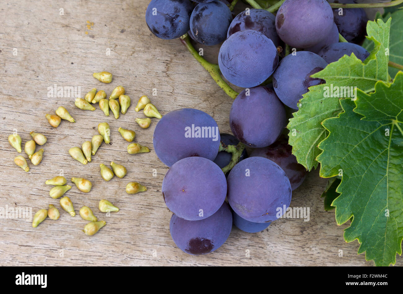 Grape seed hi-res stock photography and images - Alamy