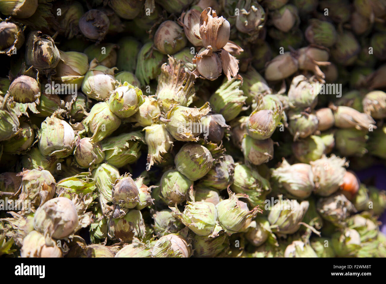 Hazelnuts in Husks Stock Photo - Alamy