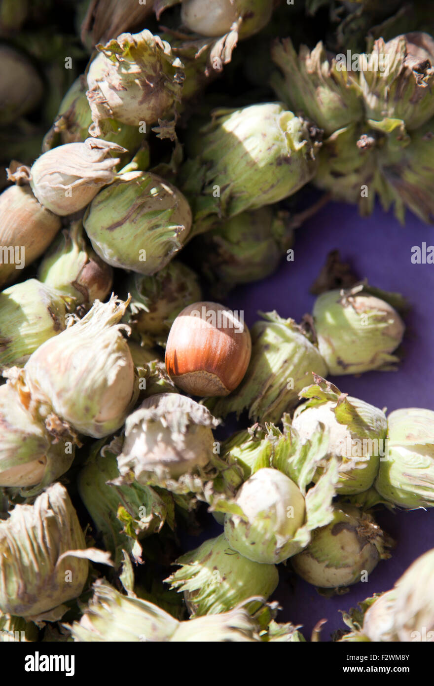 Hazelnuts in Husks Stock Photo - Alamy