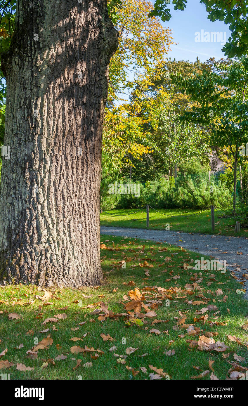 Oak Tree In The Park Stock Photo - Alamy