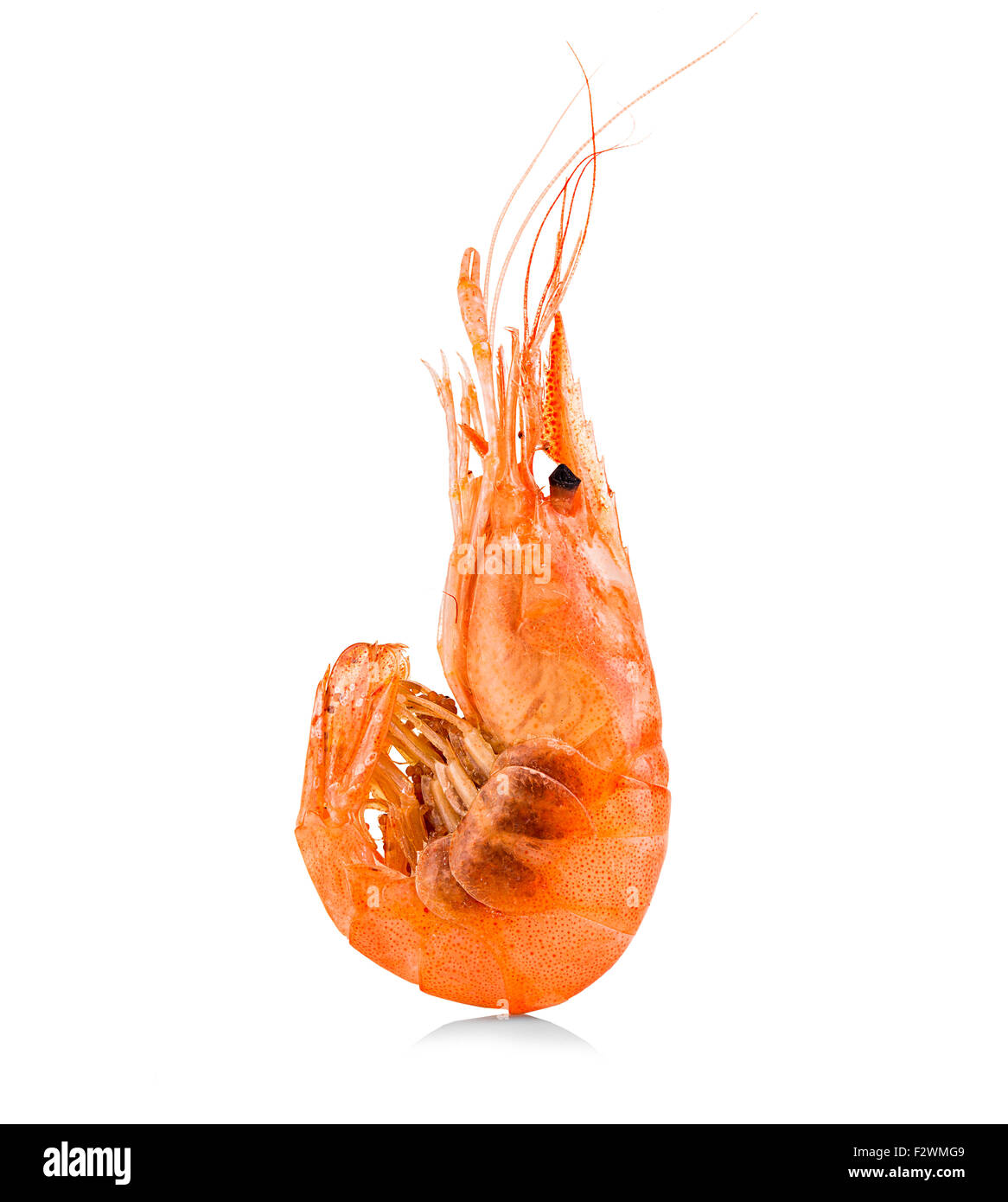 Shrimp isolated on a white background Stock Photo - Alamy