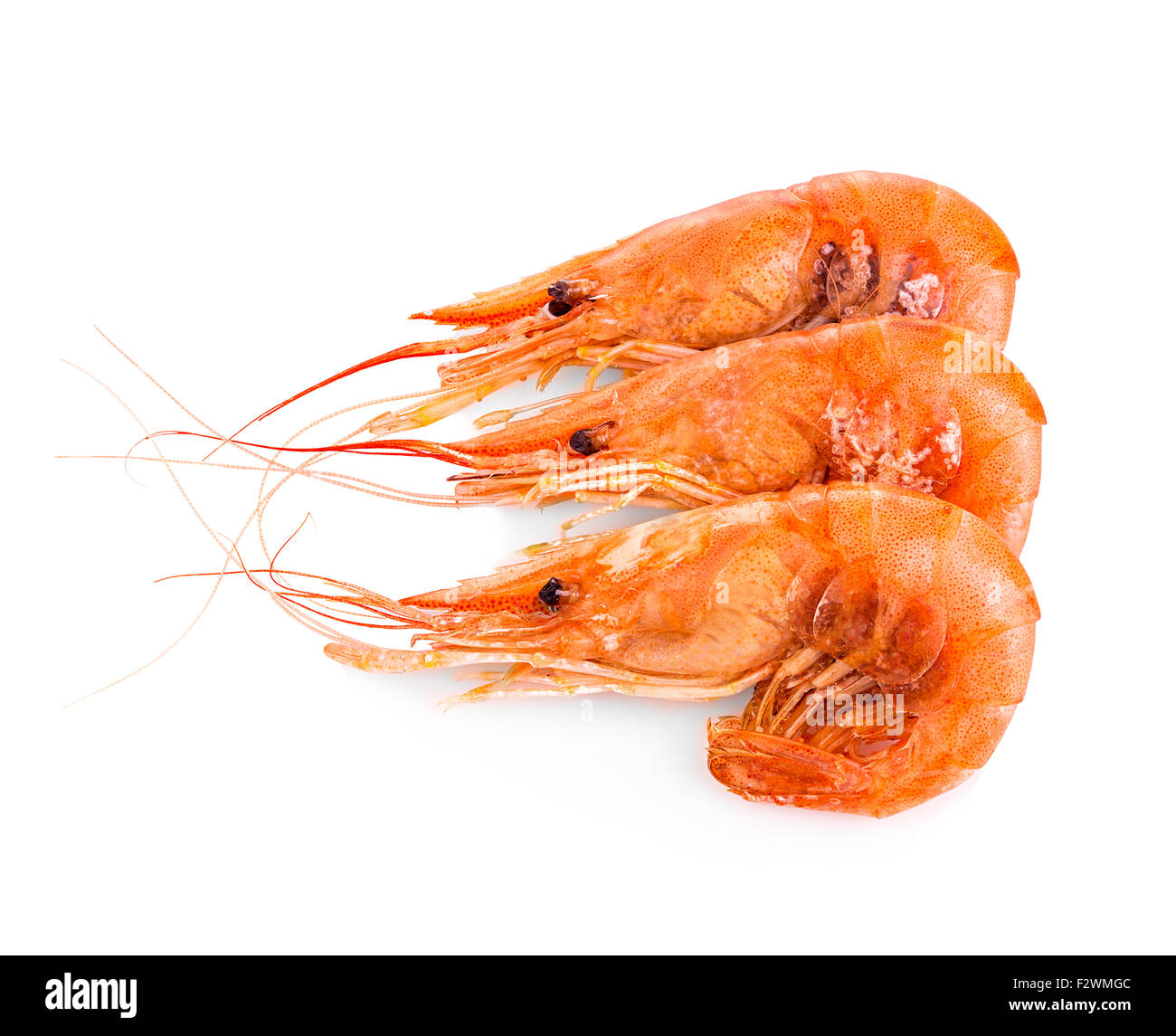 White background shrimp hi-res stock photography and images - Alamy