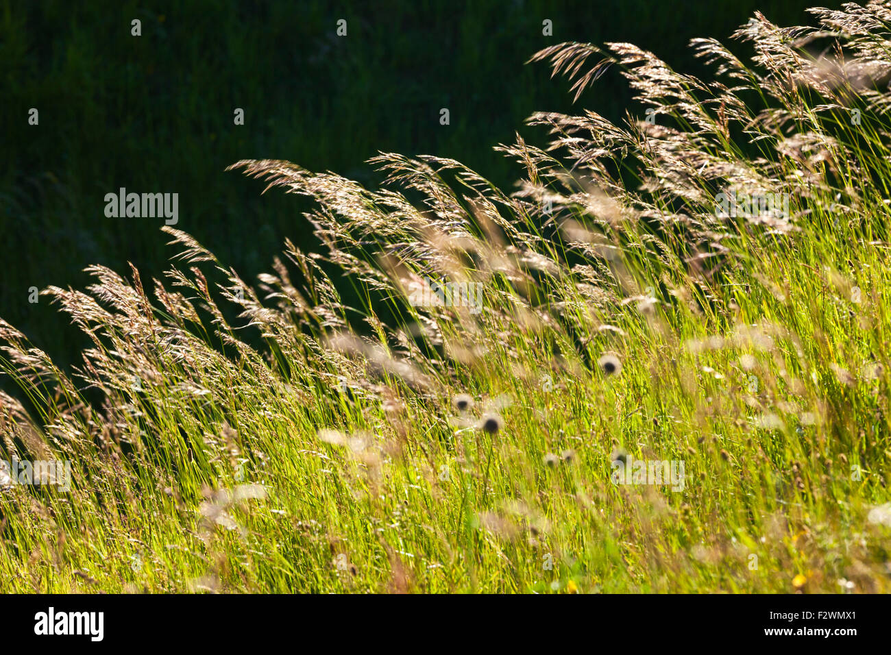 Tall grasses blowing in the wind Stock Photo - Alamy