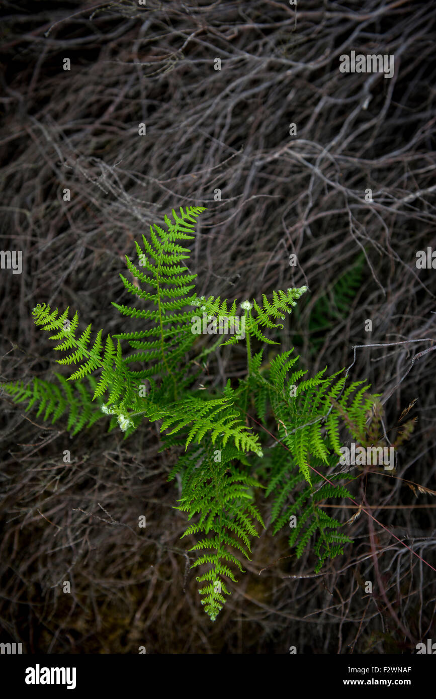 A new fern growing amongst dry grasses on English heathland Stock Photo ...