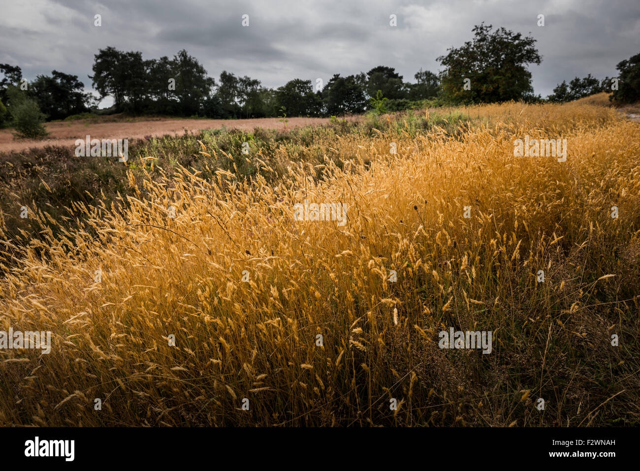 British grasses and sedges hi-res stock photography and images - Alamy