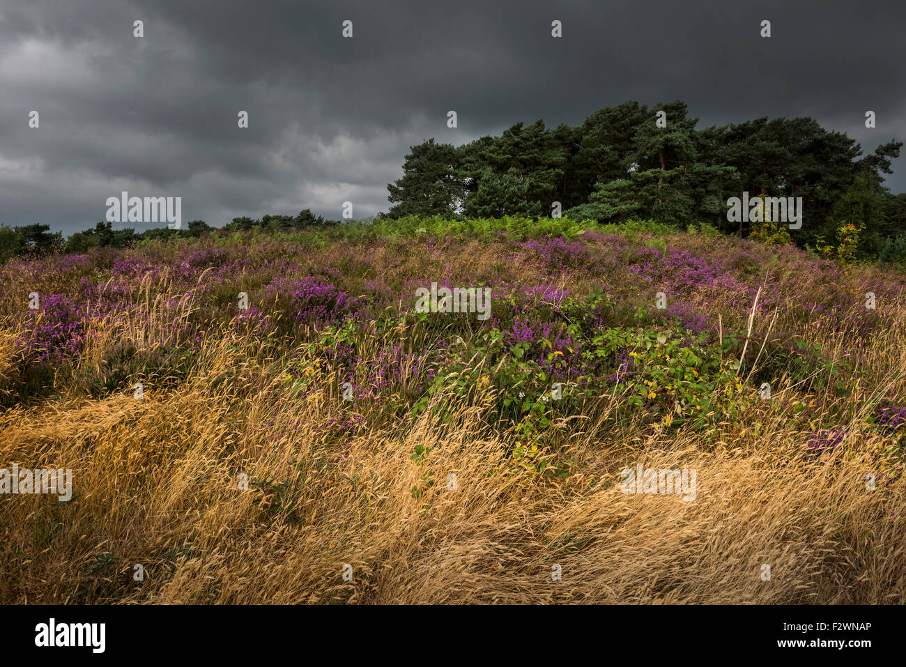 British grasses and sedges hi-res stock photography and images - Alamy