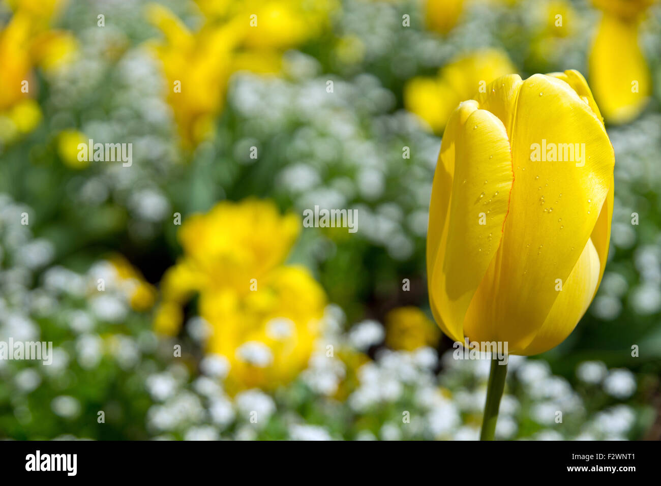 A yellow tulip with small depth of field in front a field of tulips ...
