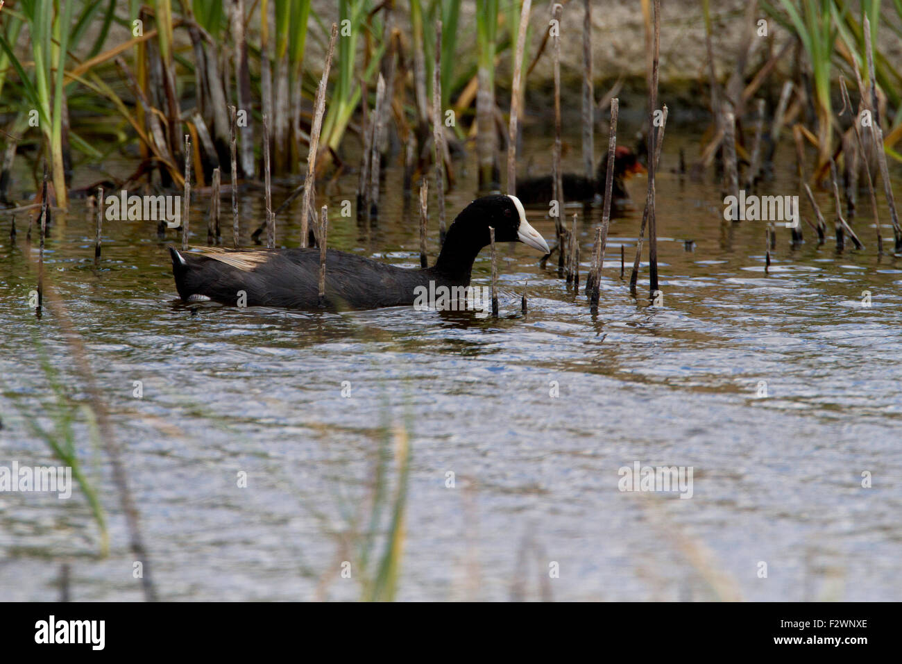 Alai hi-res stock photography and images - Alamy