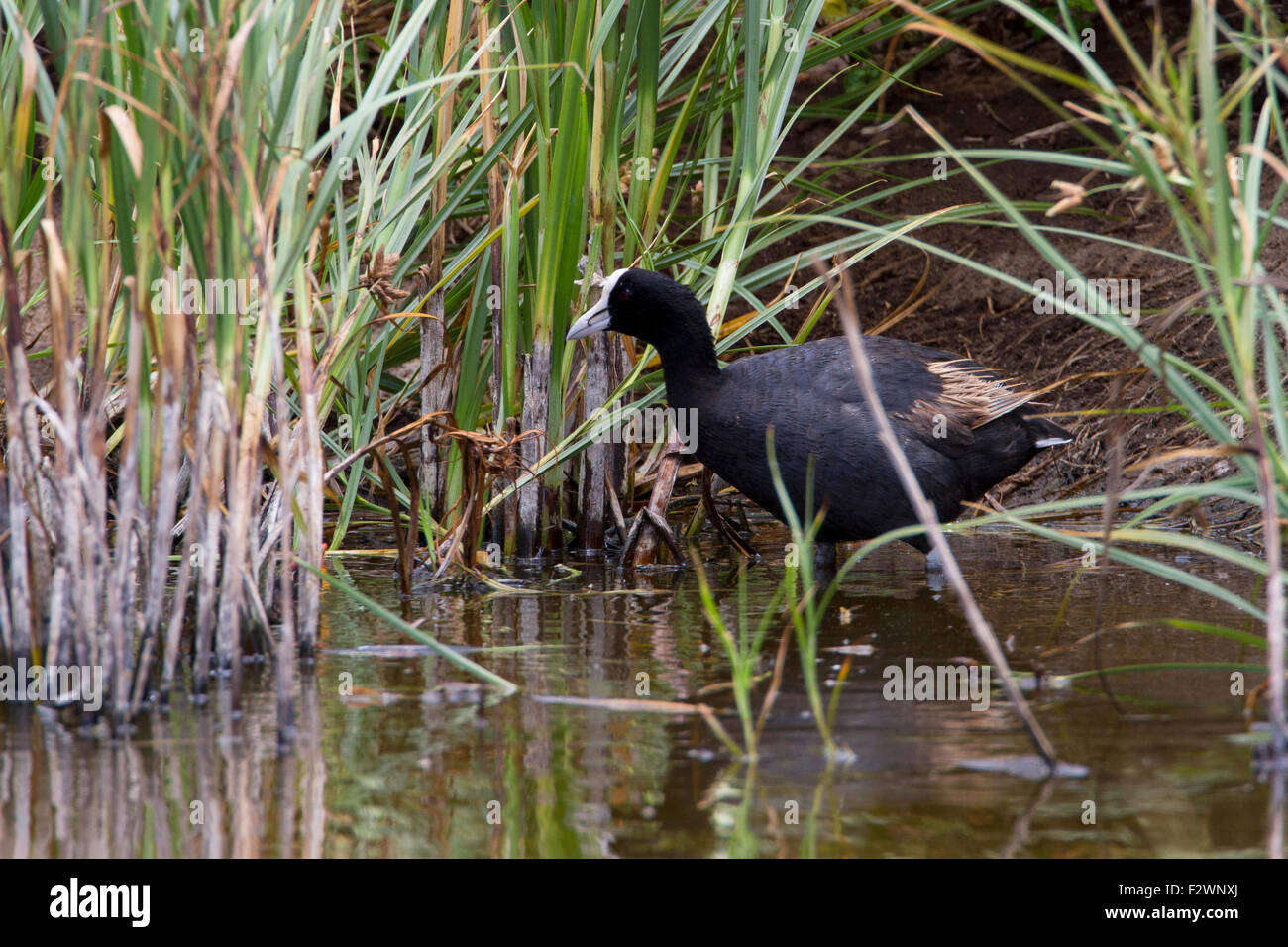 Hawaiian coot fulica alai hi-res stock photography and images - Alamy