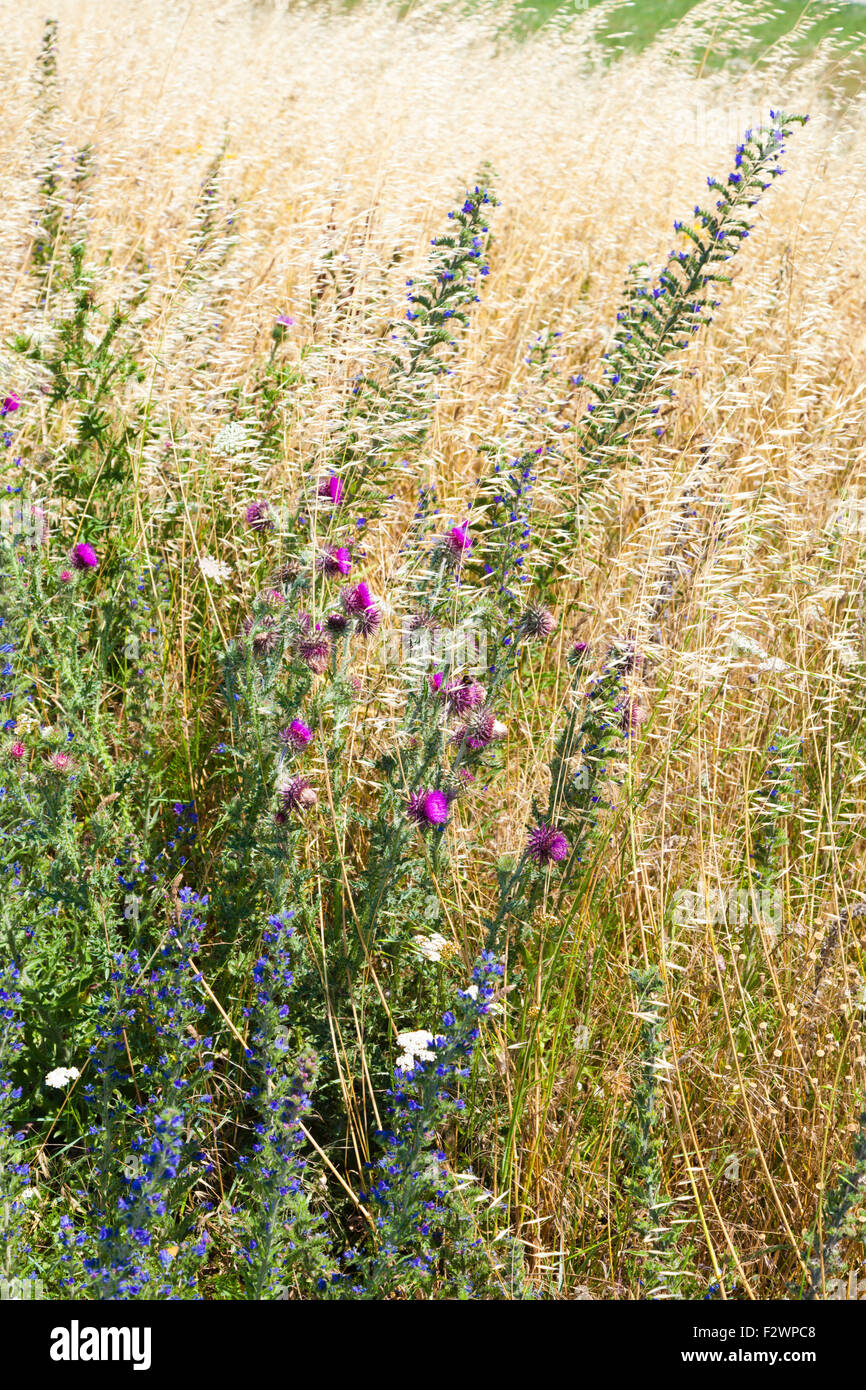 Wild flowers and grasses at Mont Saint Michel, Normandy, France Stock ...