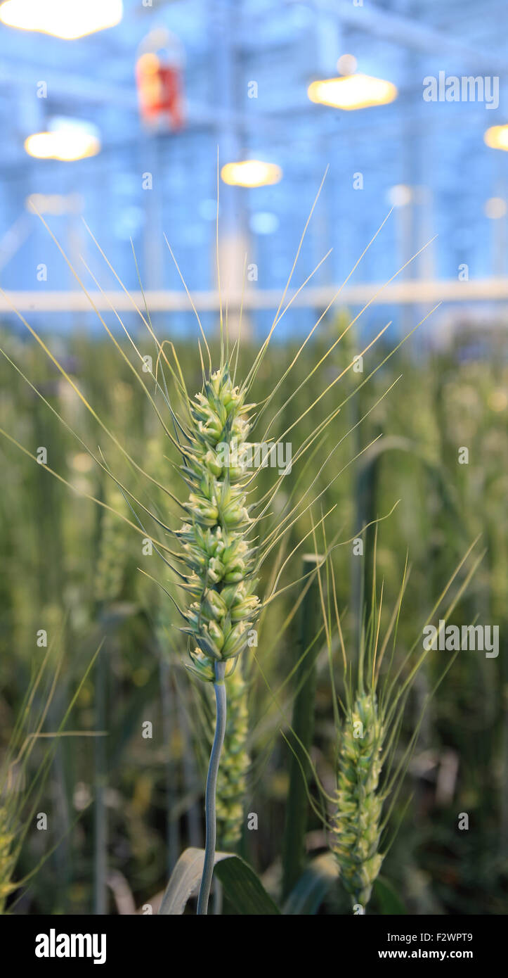 Wheat growing in a greenhouse of the new wheat cultivation centre of Bayer CropScience AG in ...