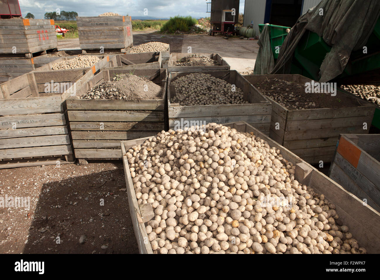 Potato grading hi-res stock photography and images - Alamy