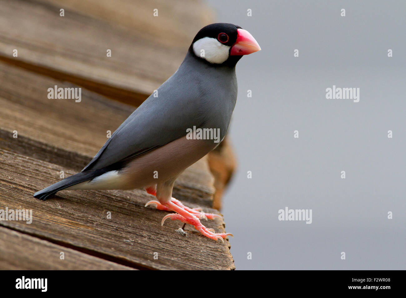 Java Sparrow (Lonchura oryzivora) perched on a roof at Kihei, Maui ...