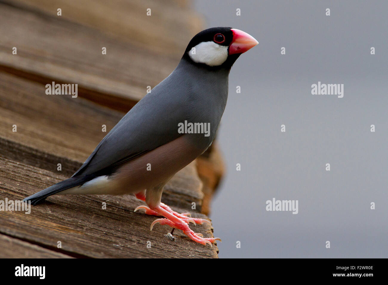 Java Sparrow (Lonchura oryzivora) perched on a roof at Kihei, Maui ...