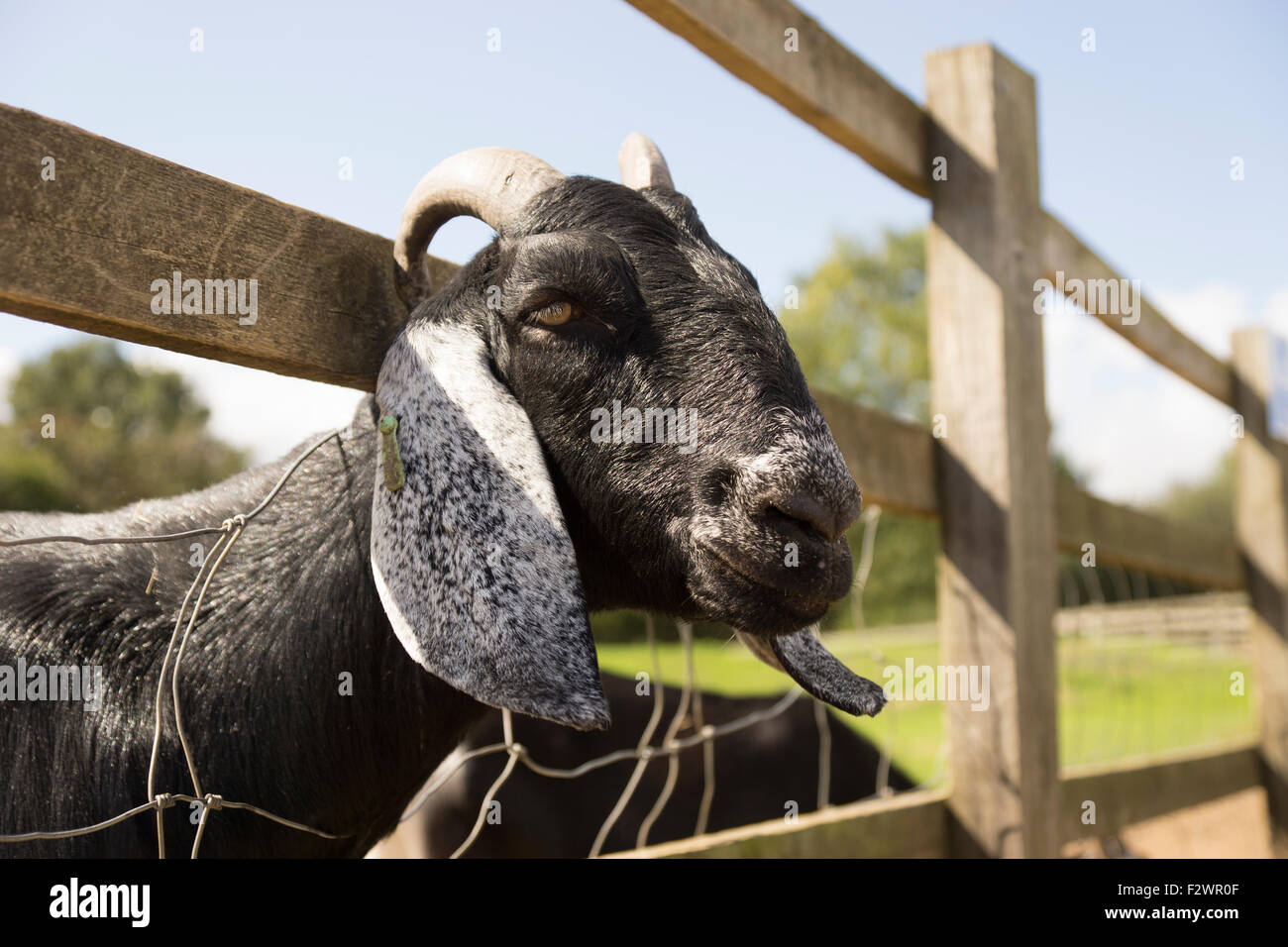Hungry Goat after food. Goat. Animal farm. farm Stock Photo - Alamy