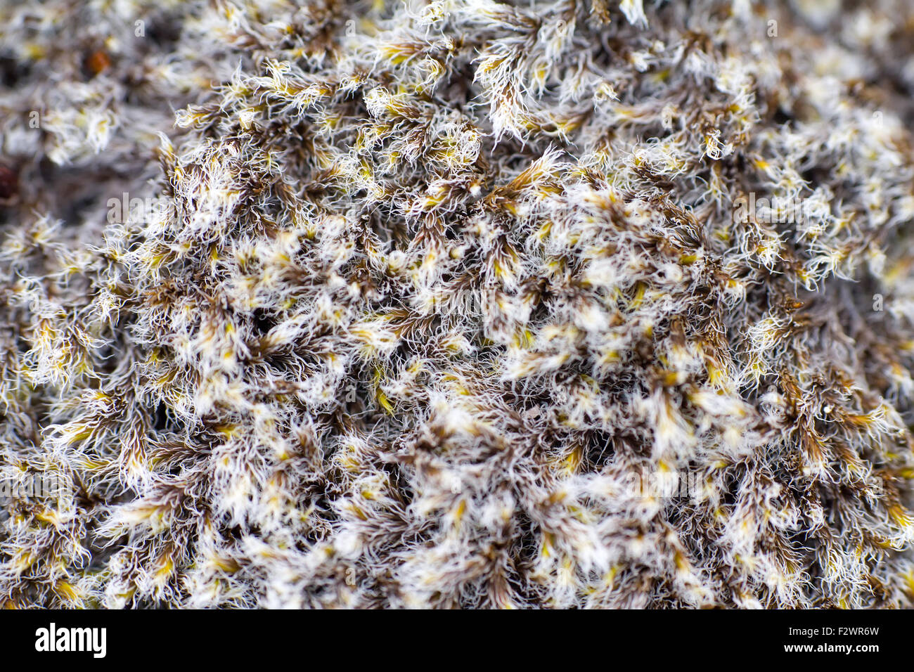 Arctic prairie plants - backgrounds of polar bald mountain macro ...
