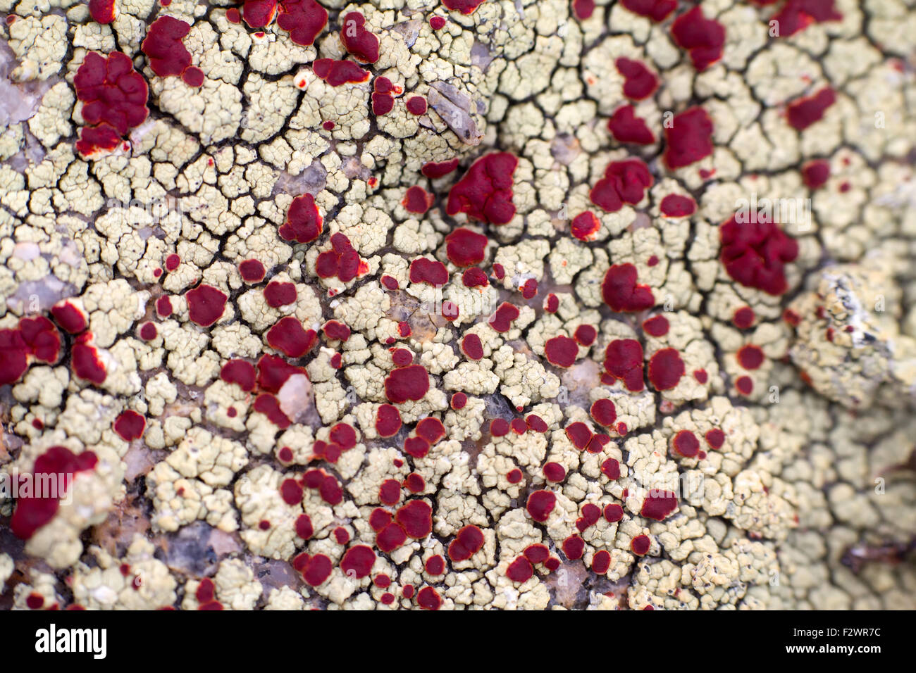 Arctic prairie plants - backgrounds of polar bald mountain macro ...