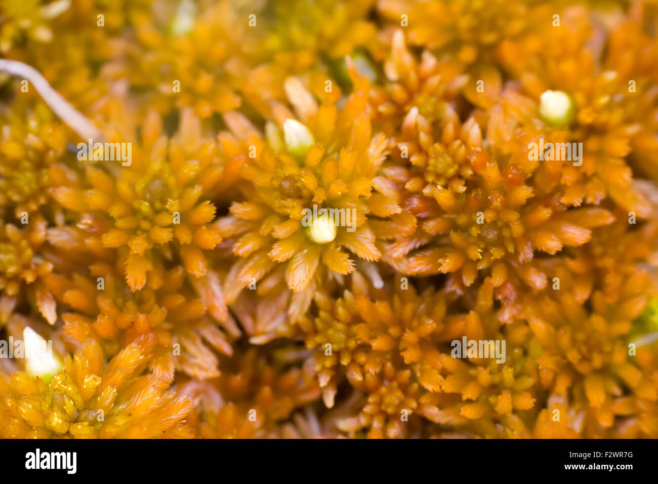 Arctic prairie plants - backgrounds of polar bald mountain macro ...