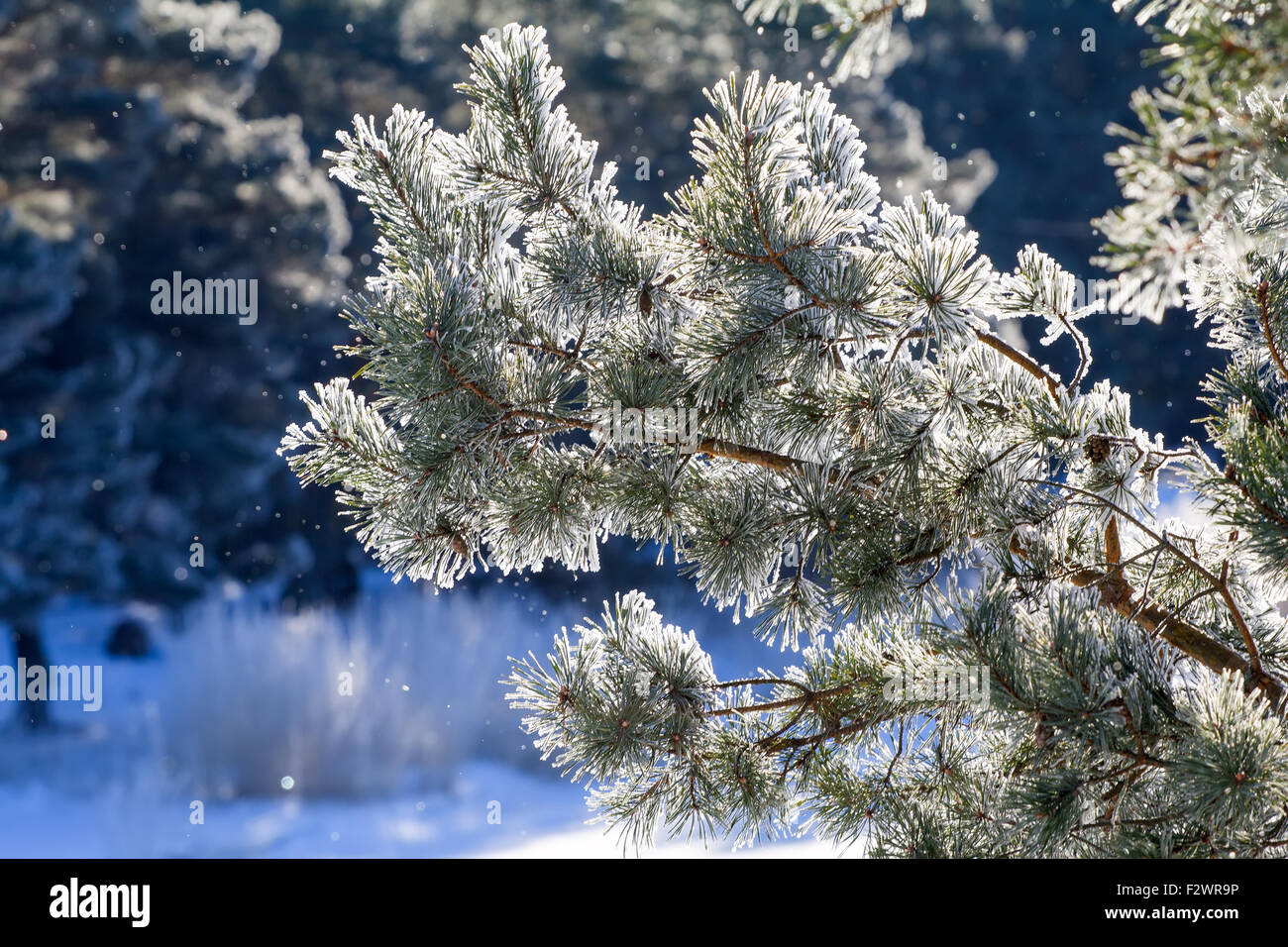 hard frost in the coniferous wood Stock Photo - Alamy