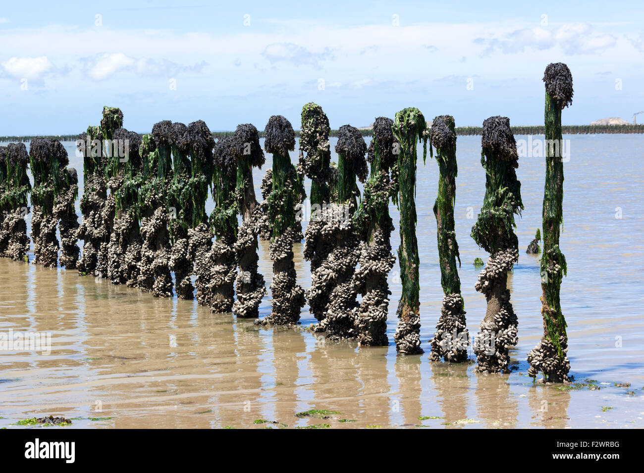 Loire atlantique fish hi-res stock photography and images - Alamy