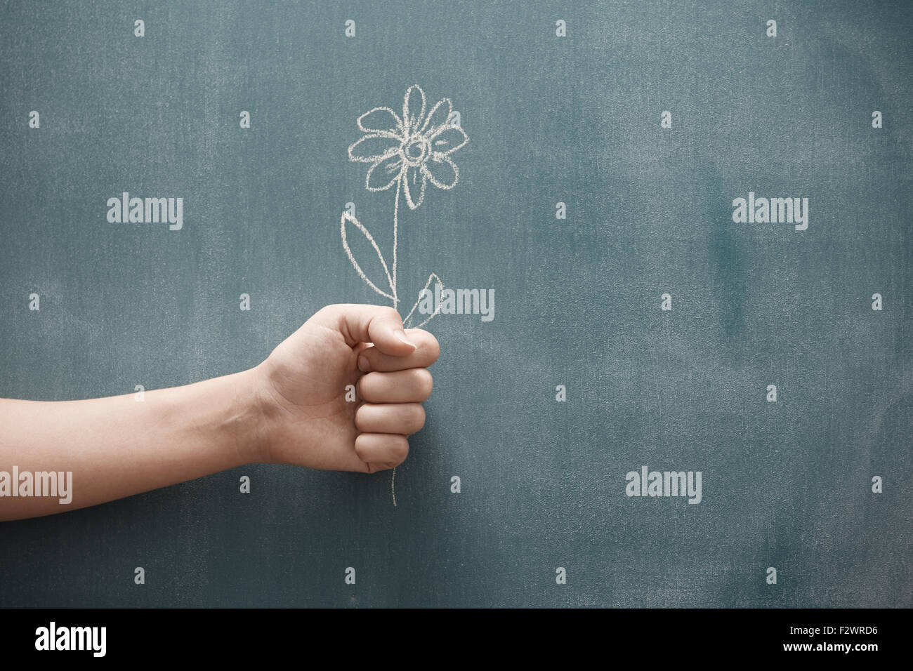 Human hand holding single flower drawn on a blackboard Stock Photo - Alamy