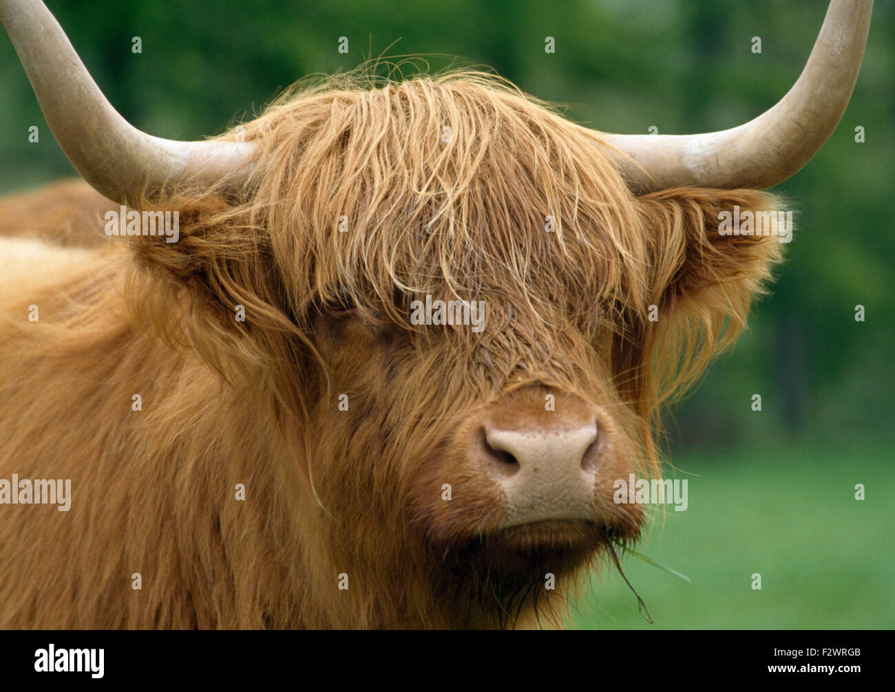 Close-up of a Highland cattle bullock Stock Photo - Alamy
