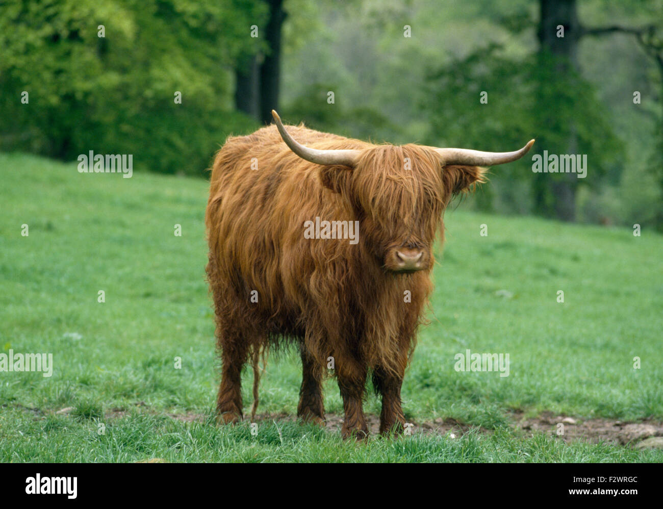 A Highland cattle bullock standing in a field Stock Photo - Alamy