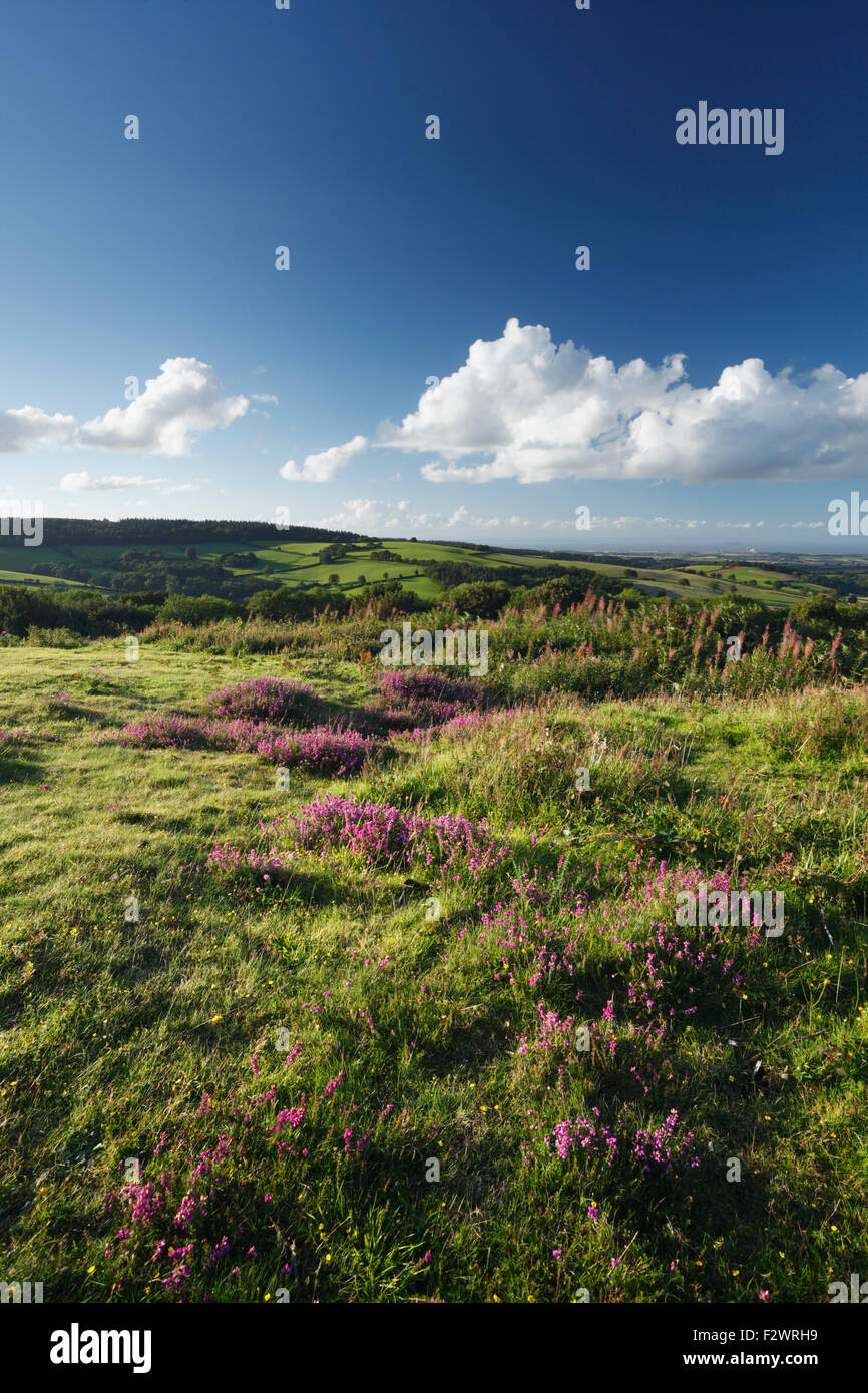 View from Cothelstone Hill. The Quantock Hills. Somerset. UK Stock ...