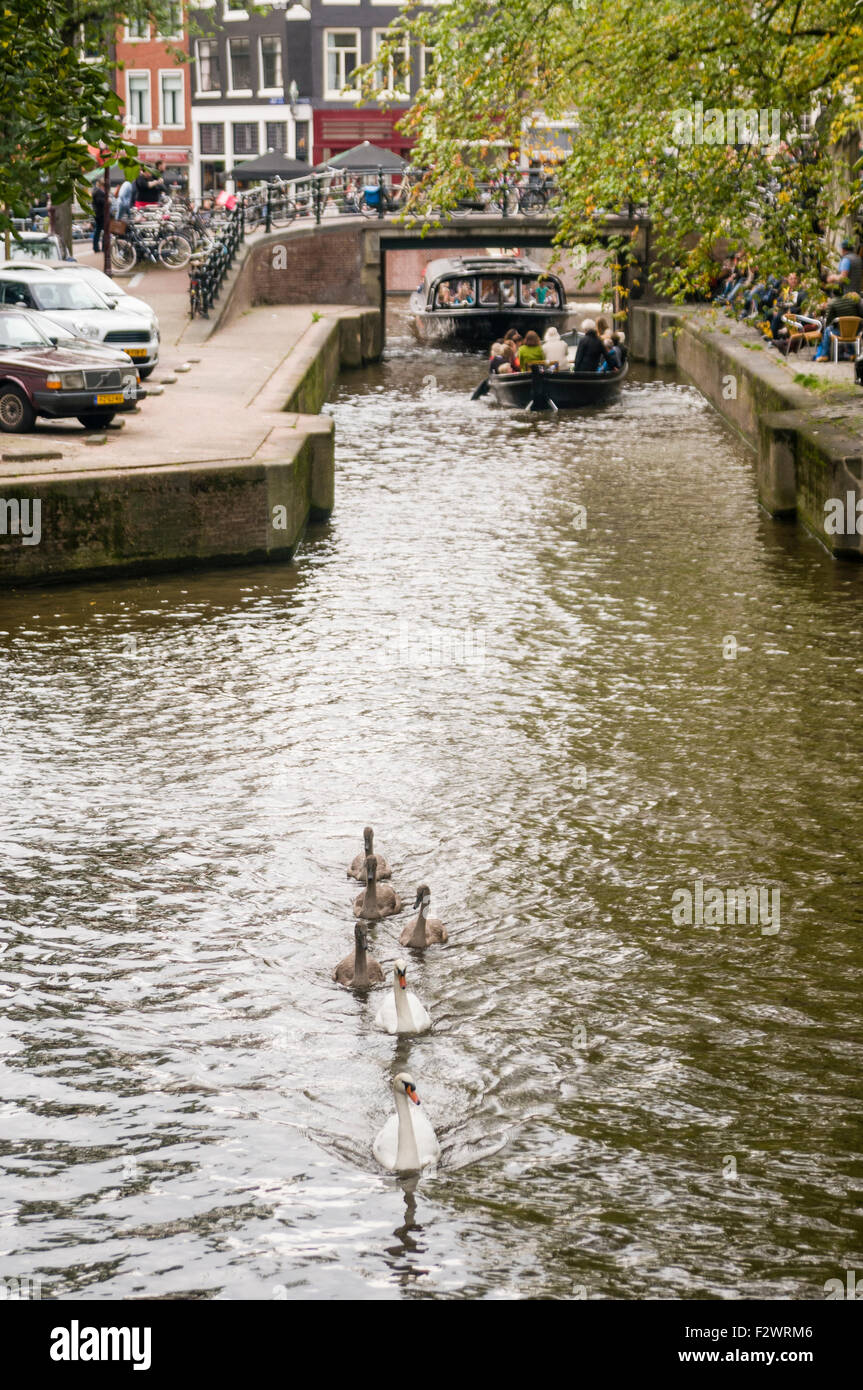 Swans swim down a canal in Amsterdam with three large cygnets Stock ...