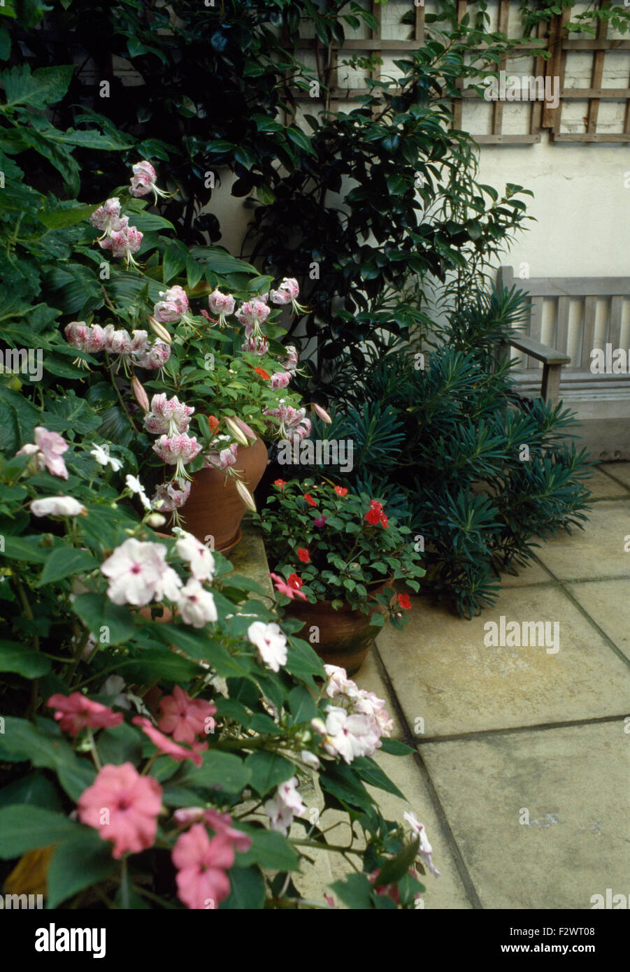 Pink lilies and impatiens in border in small, lushly planted patio ...