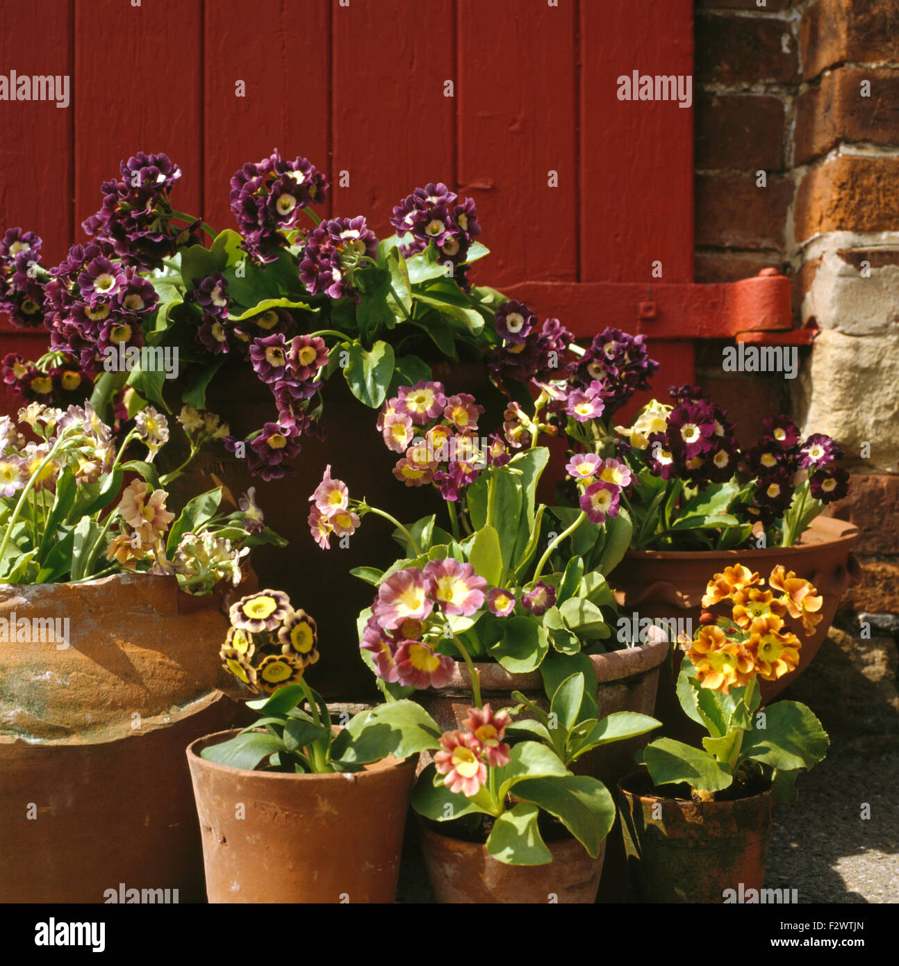 Purple auricula hi-res stock photography and images - Alamy