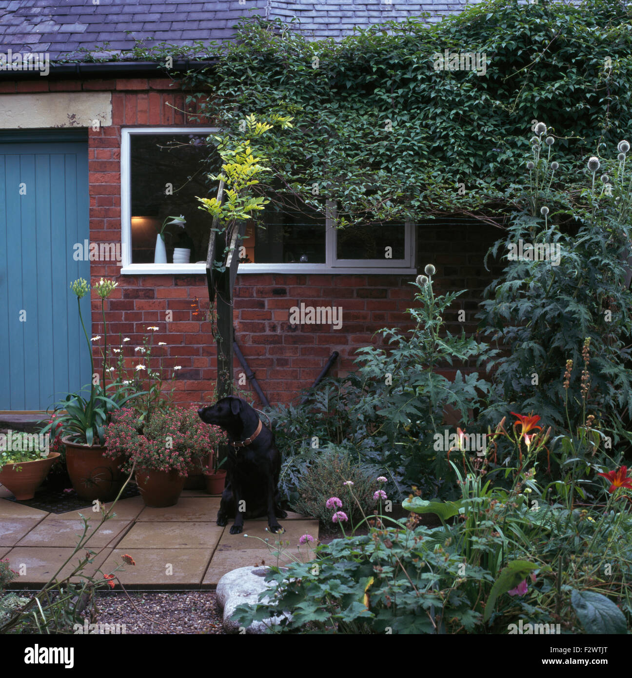 Black Labrador dog sitting below window in paved front garden with pots ...