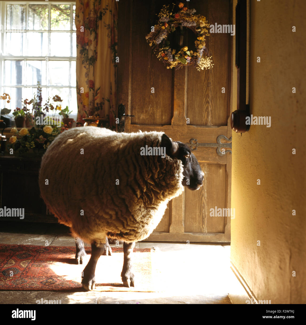 Sheep inside hi-res stock photography and images - Alamy