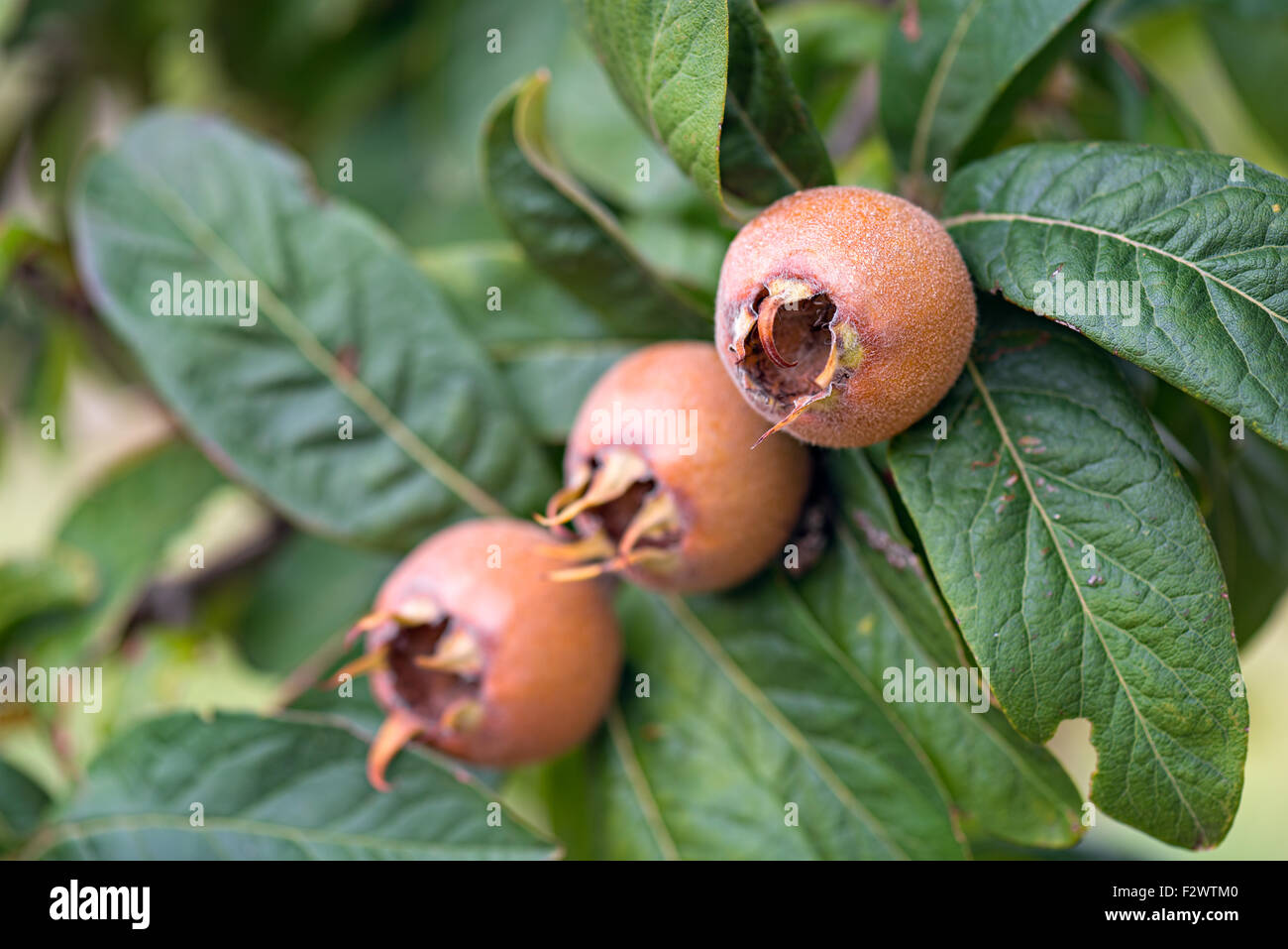 Healthy Medlars in fruit tree Stock Photo - Alamy