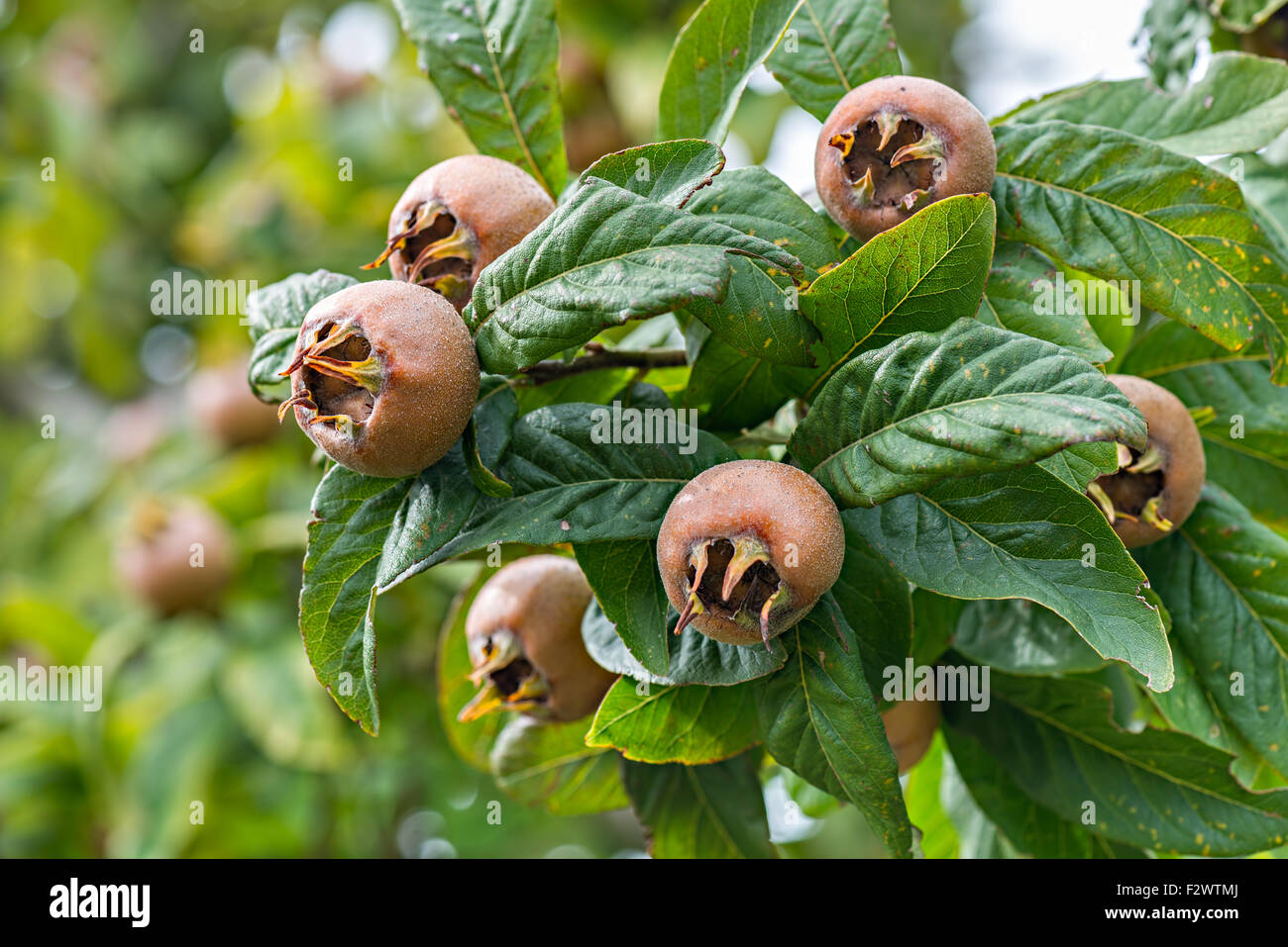 Healthy Medlars in fruit tree Stock Photo - Alamy