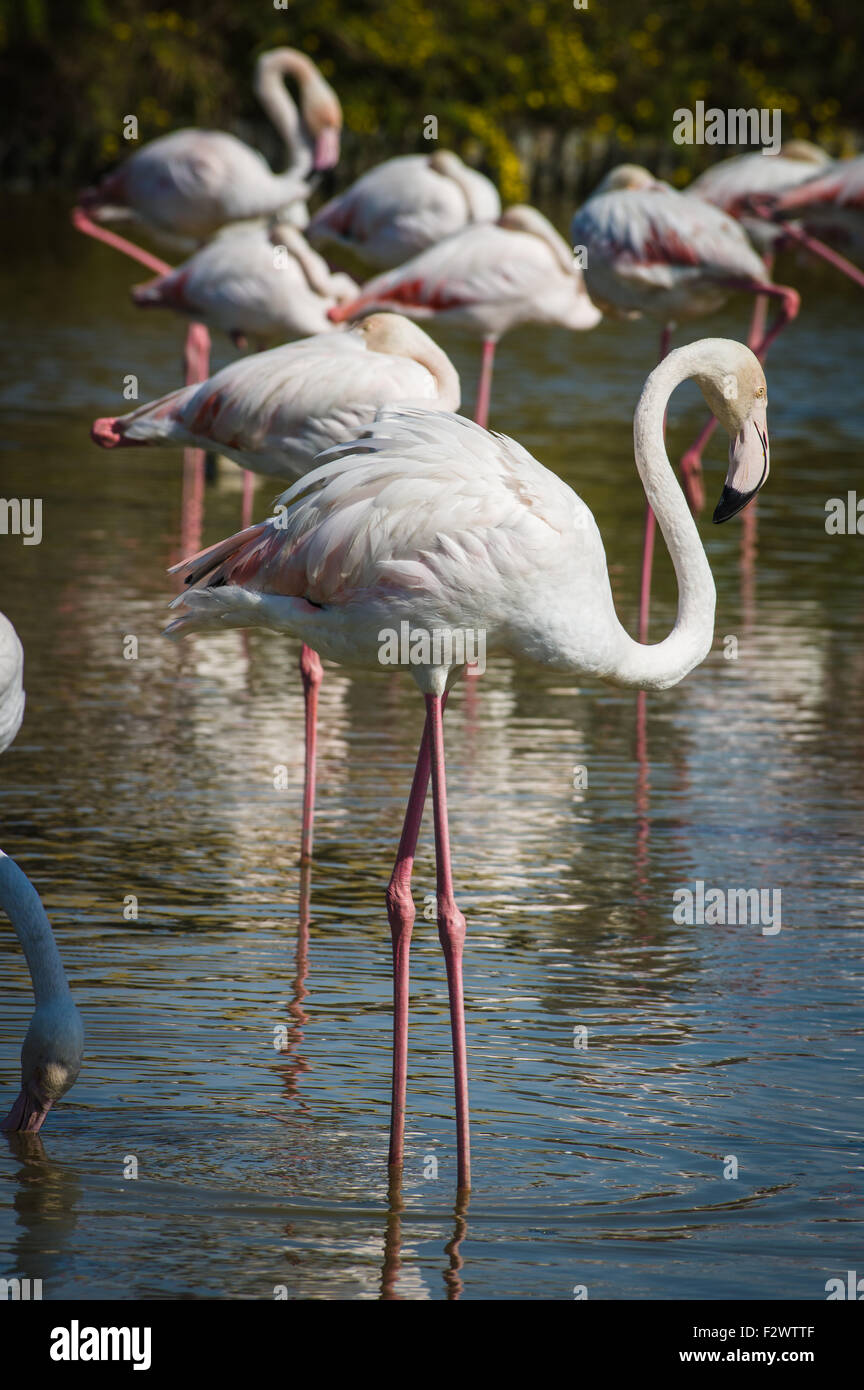 Pink big bird Greater Flamingo (Phoenicopterus ruber) in the water ...