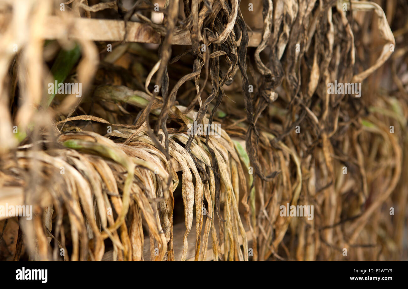 Mature Onions To Dry High Resolution Stock Photography and Images - Alamy