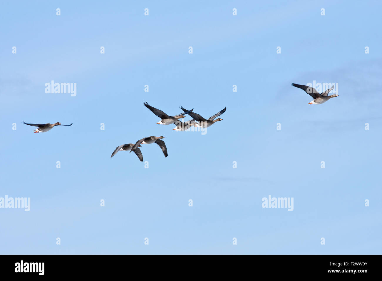 Bean goose in formation, bird migration. Anser fabalis, in seasonal ...